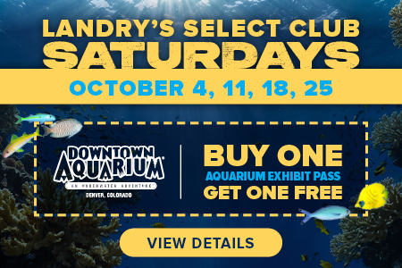 Denver Promotions